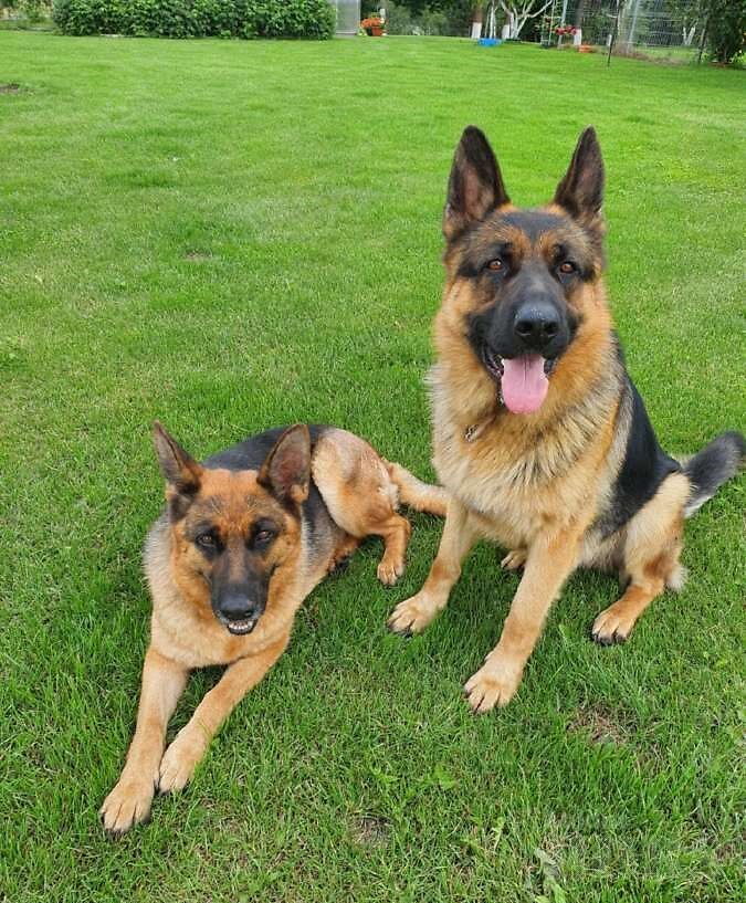 MÜÜA SAKSA LAMBAKOER KUTSIKAD, müük, kuulutus 96055032 - Kuldne Börs